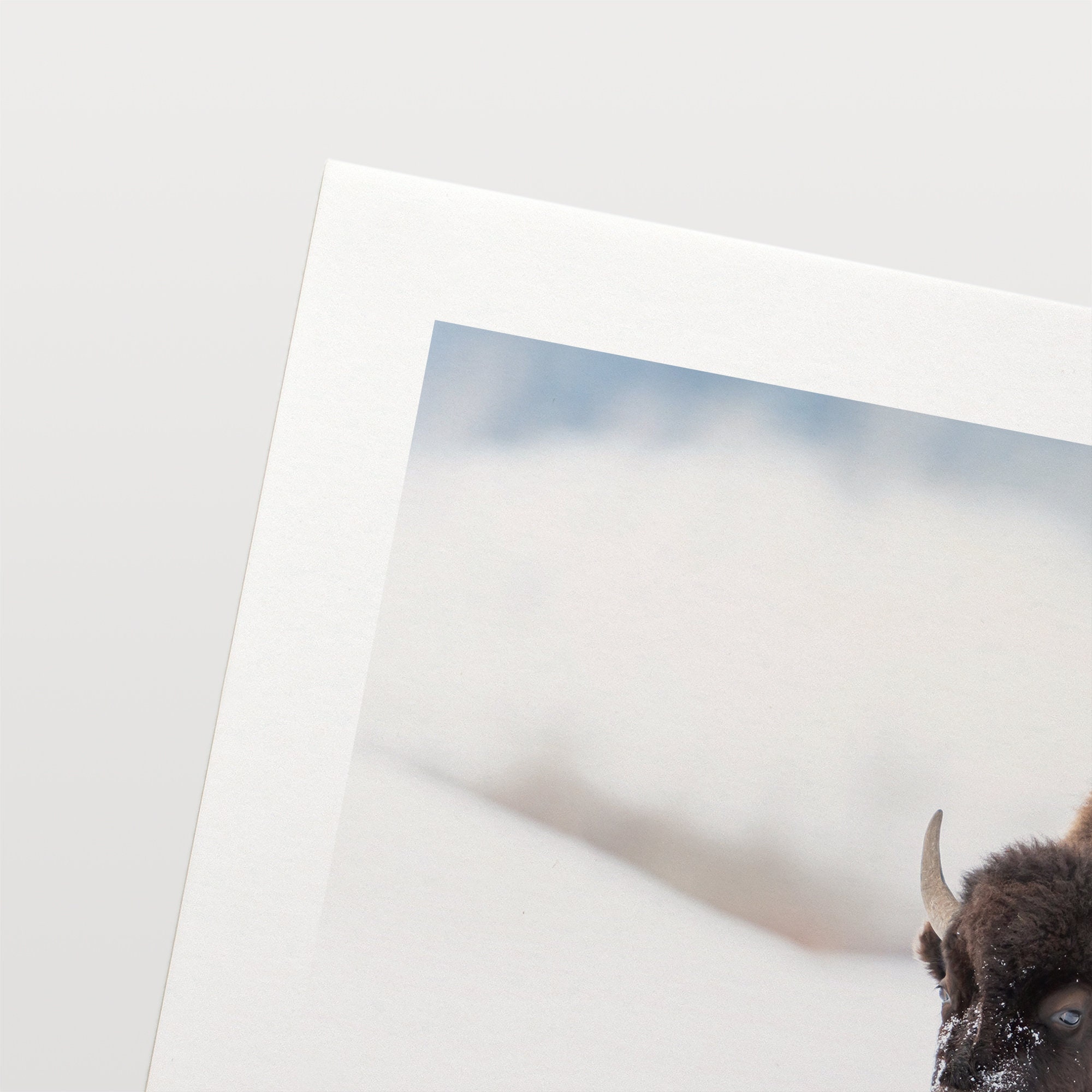 American Bison, Wildlife Photography, Buffalo Winter Animal Photo Print ...