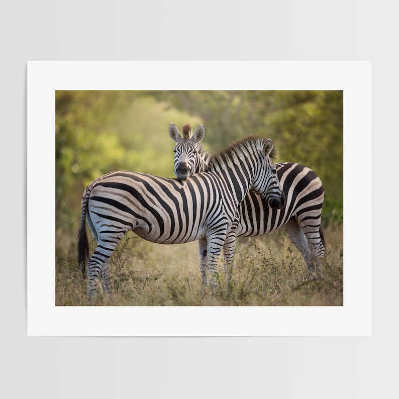 Zebra Hug, Wildlife Photography, Animal Photo Print, Nature Wall Art - Etsy