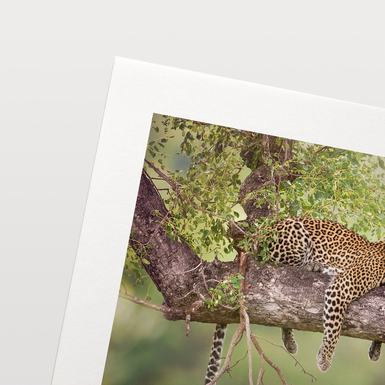 Leopard in a Tree, Wildlife Photography, Animal Photo Print, Nature ...