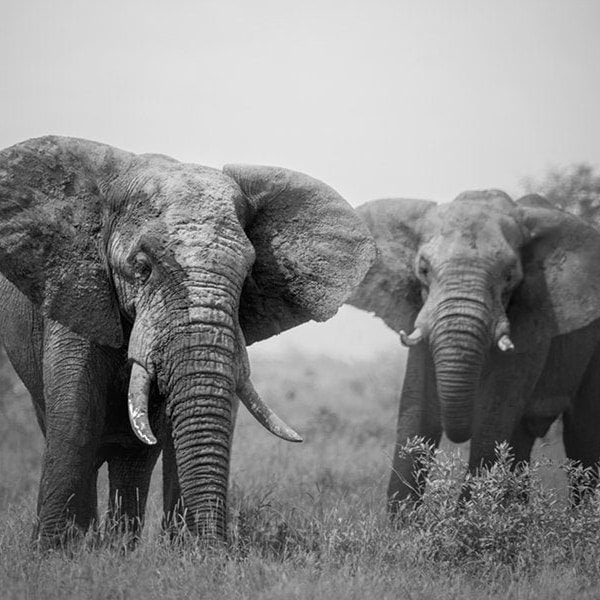 African Bull Elephant - Etsy