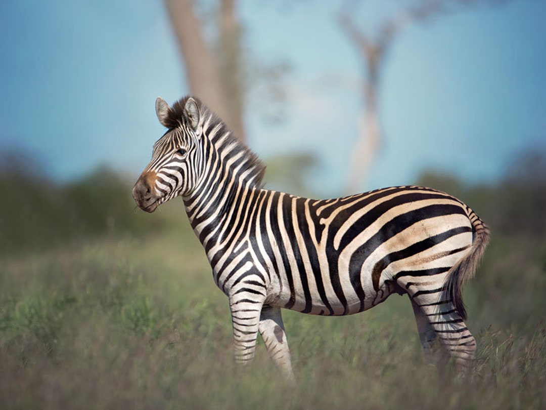 Zebra Profile, Wildlife Photography, Animal Photo Print, Nature Wall ...