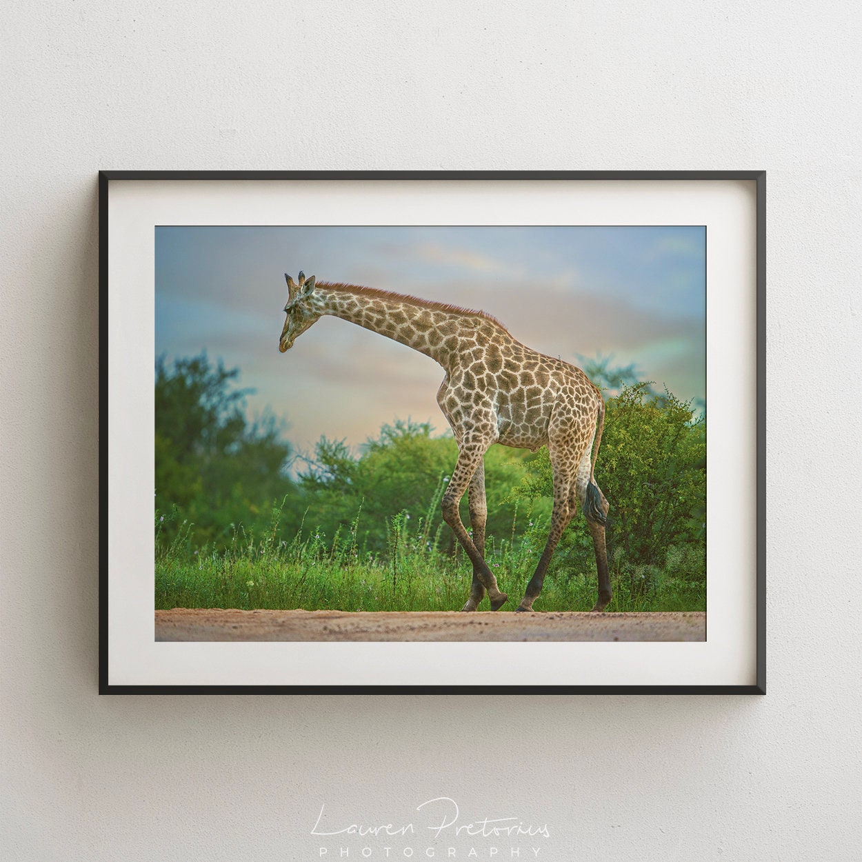 Strolling Giraffe Wildlife Photography Animal Photo Print | Etsy