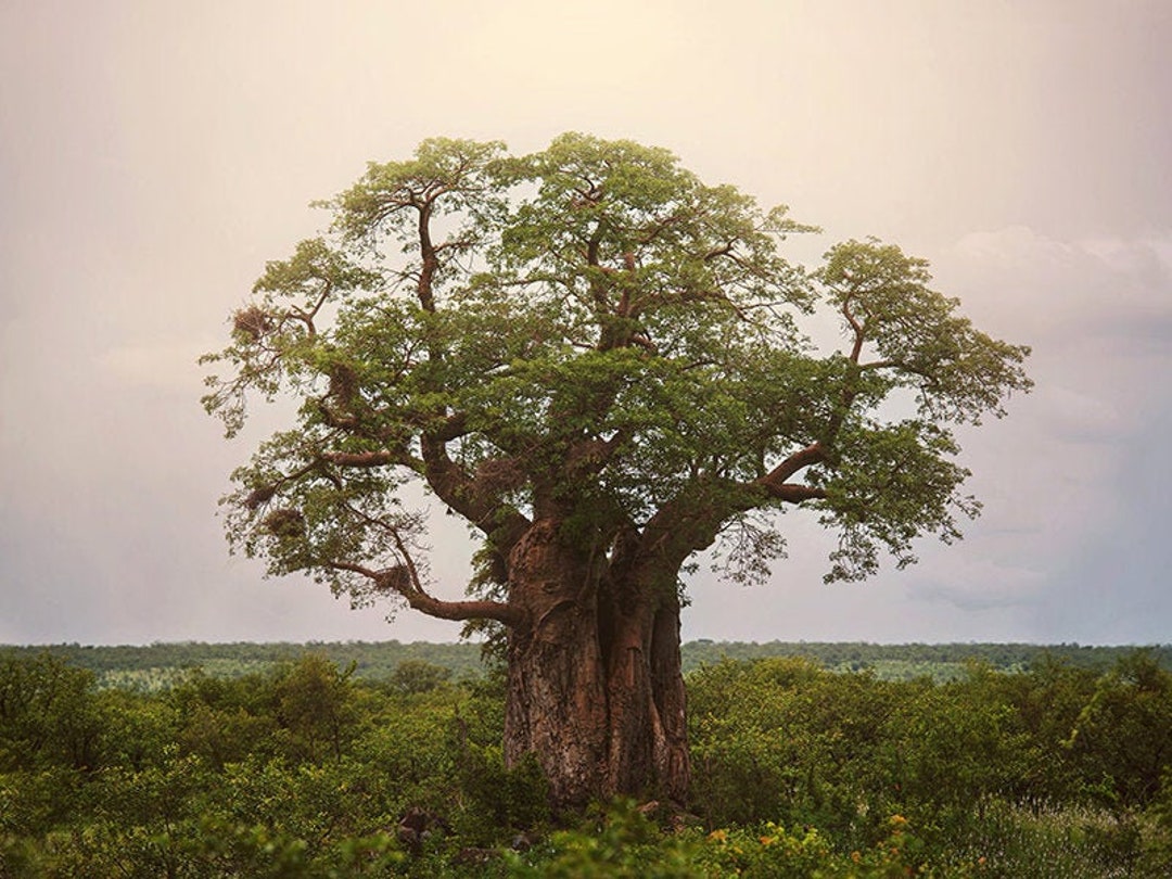 African Baobab Tree, Landscape Photography, Tree Nature Photo Print ...