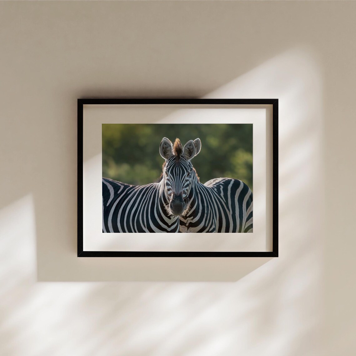 Zebra Optical Illusion, Wildlife Photography, Animal Photo Print ...