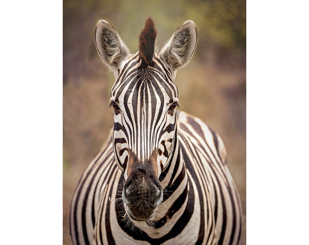 Zebra Wildlife Photography Animal Photo Print Nature Wall | Etsy