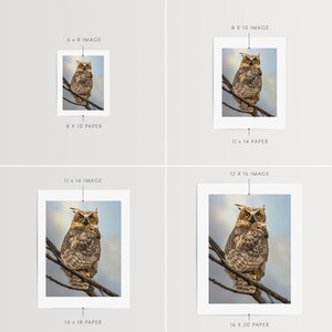 Great Horned Owl, Wildlife Photography, Bird Animal Photo Print, Nature ...