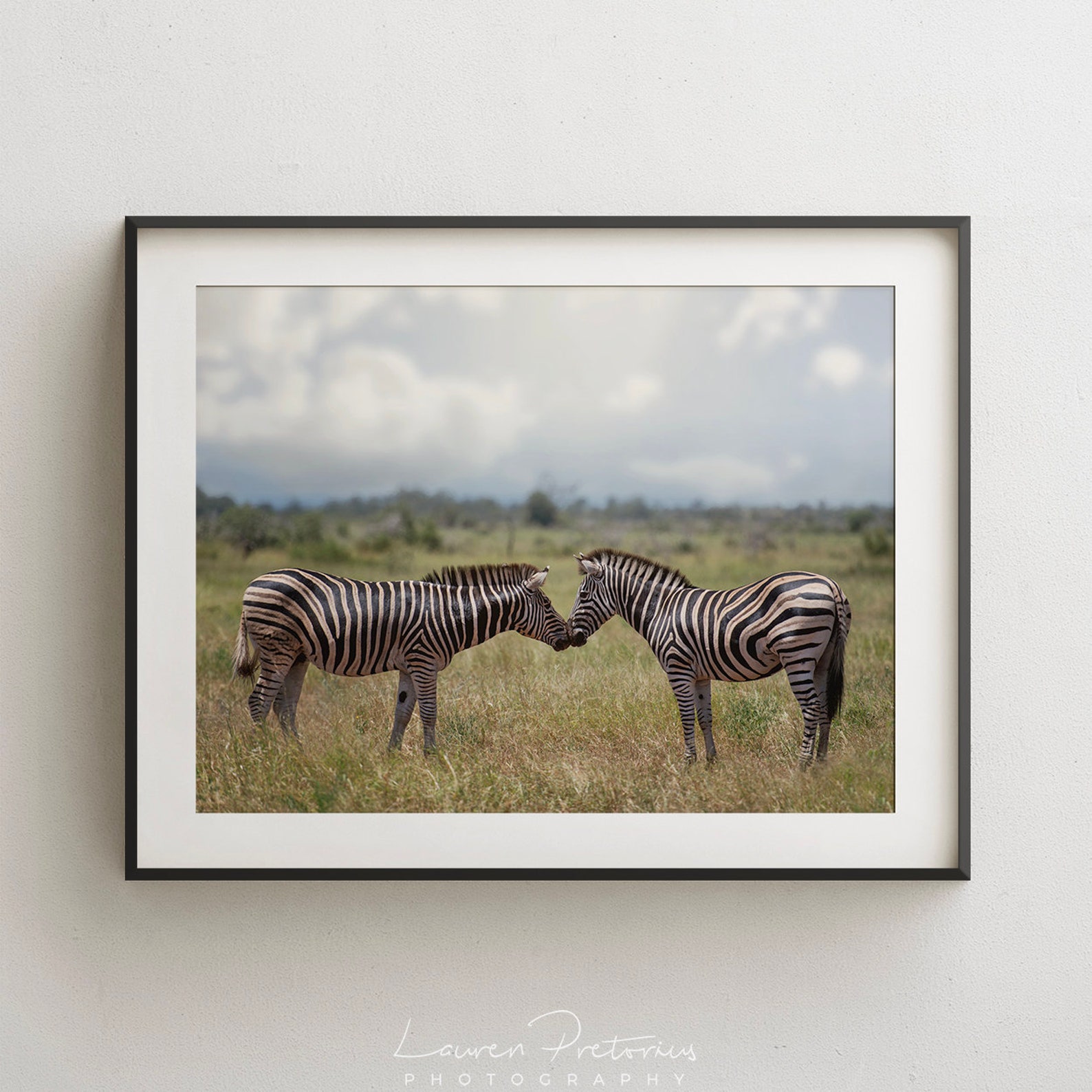 Zebra Kiss Wildlife Photography Animal Photo Print Nature - Etsy