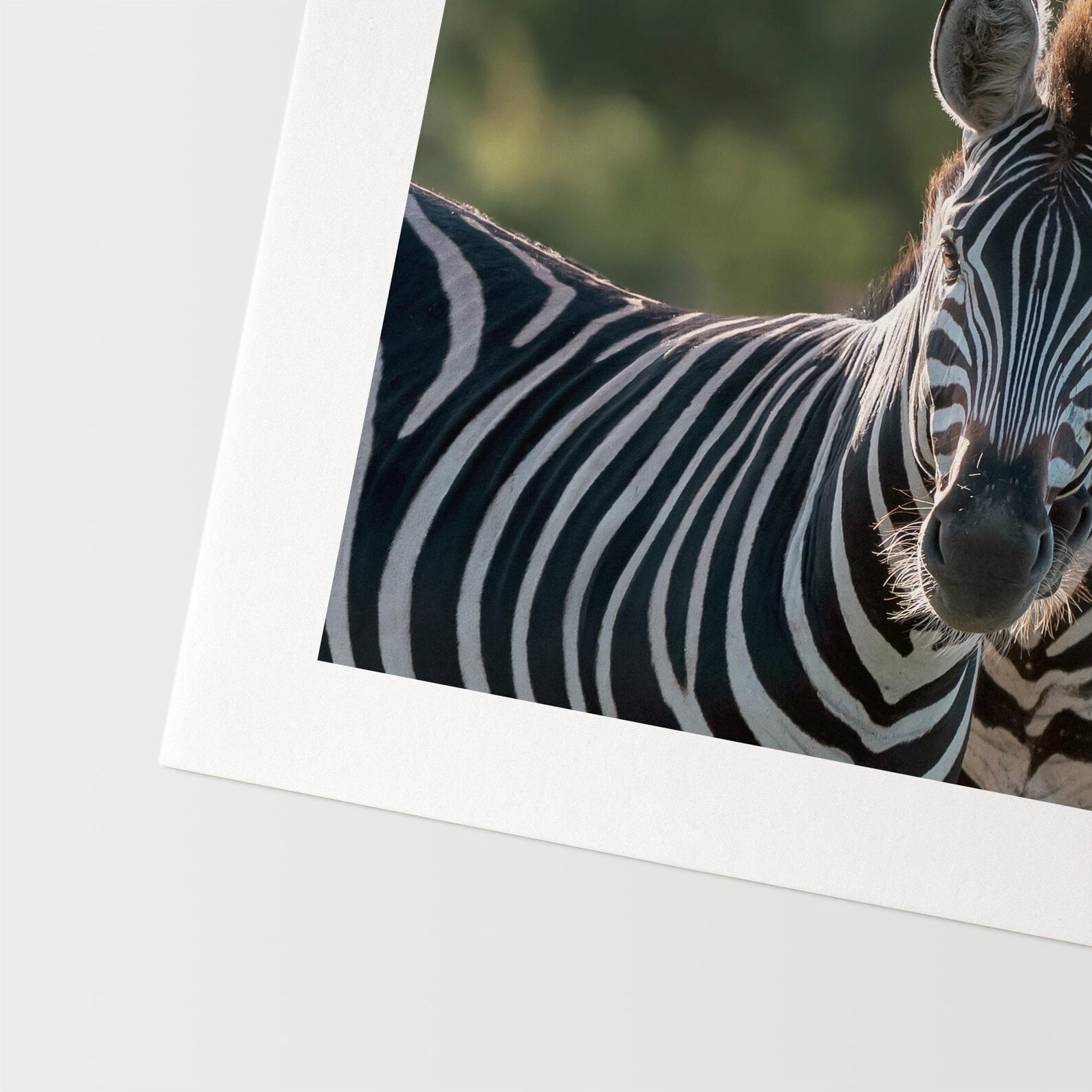 Zebra Optical Illusion, Wildlife Photography, Animal Photo Print ...