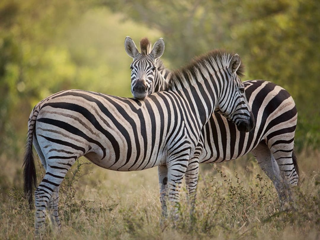 Zebra Hug, Wildlife Photography, Animal Photo Print, Nature Wall Art ...