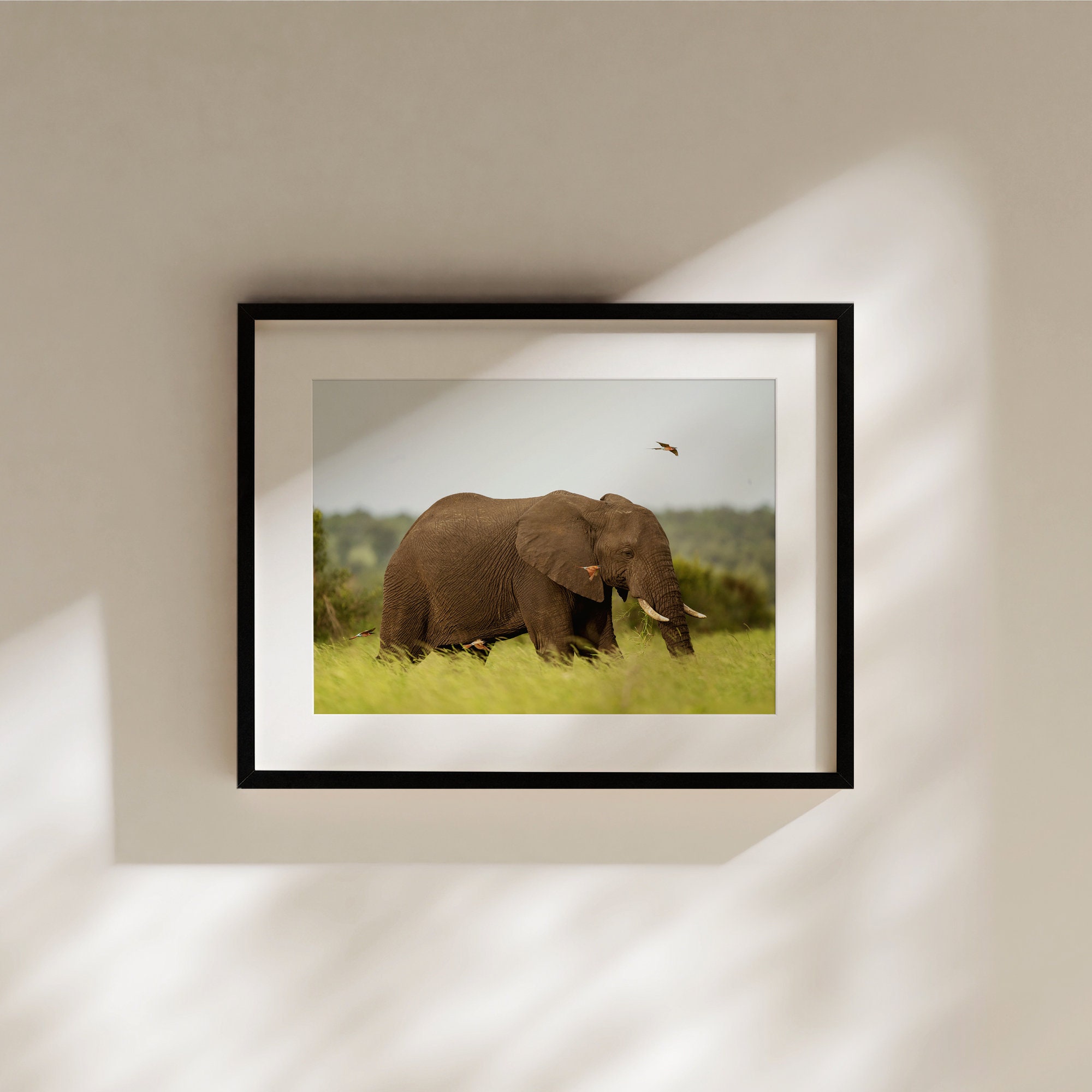 Elephant and Bee Eaters, Wildlife Photography, Bird Animal Photo Print ...