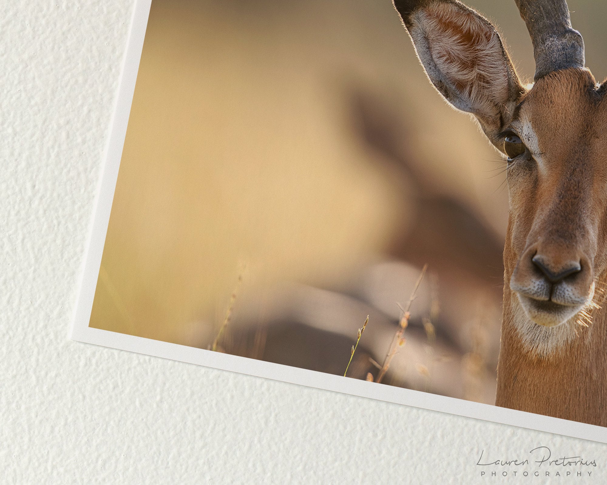 Impala Animal Face