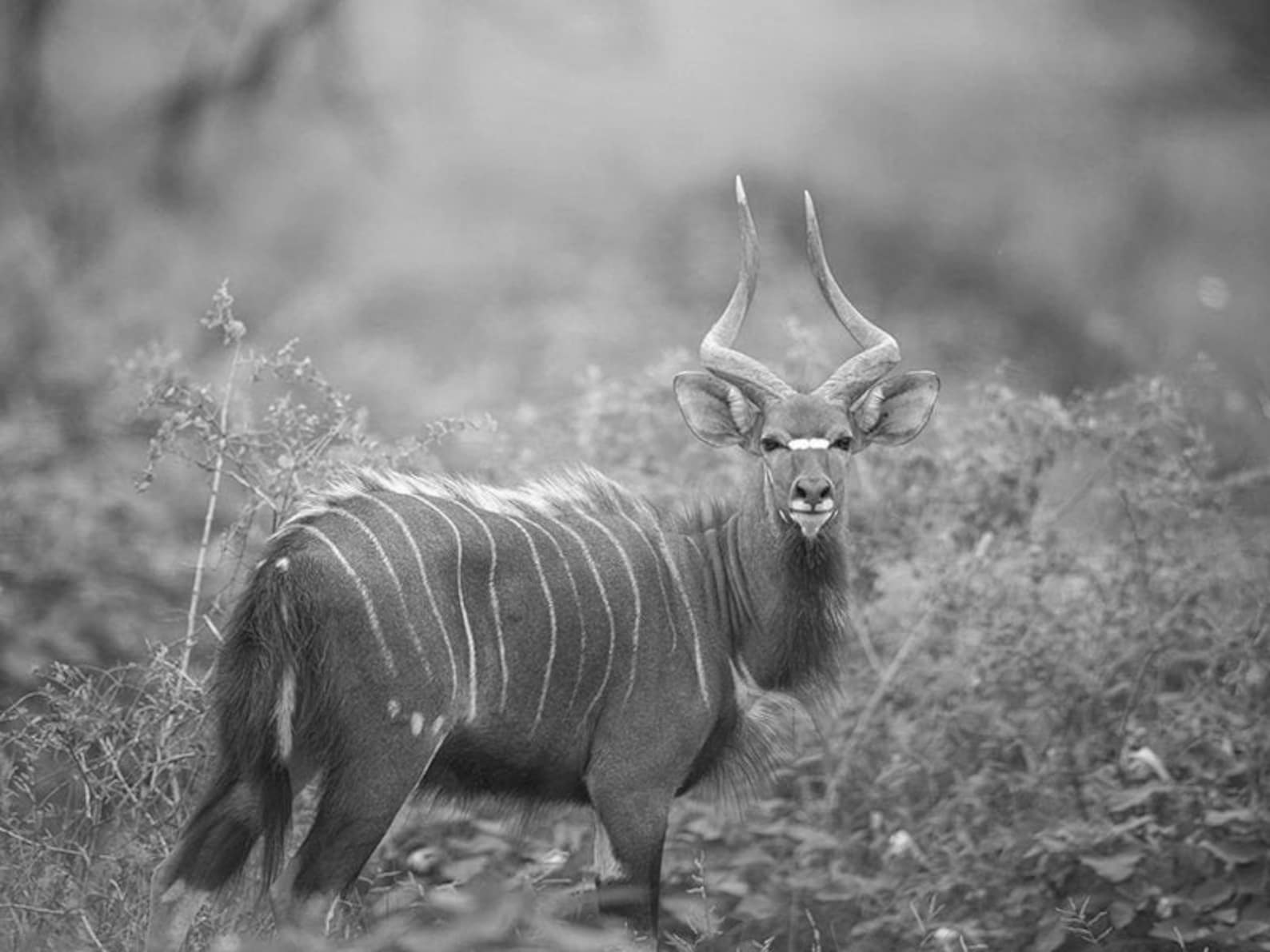 African Nyala Bull, Wildlife Photography, Animal Photo Print, Nature ...