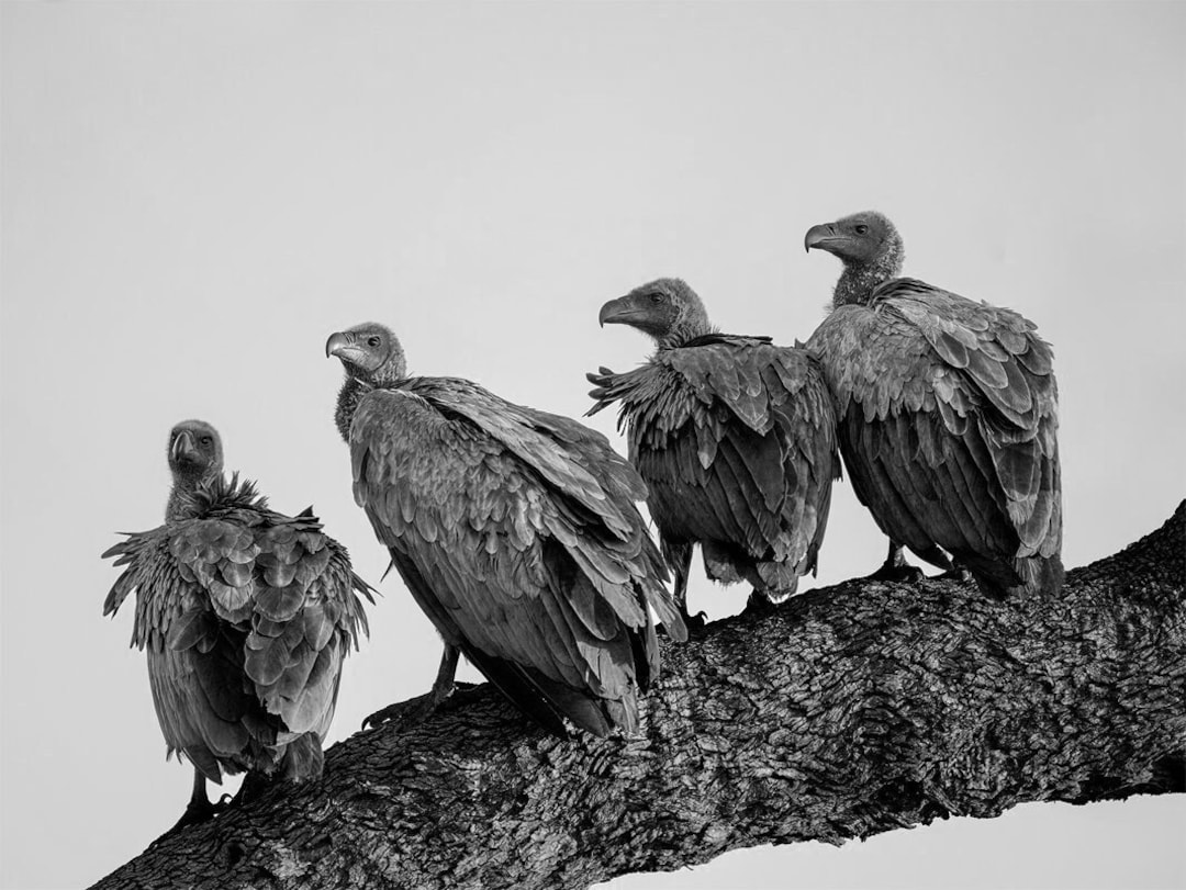 Vulture Quartet, Wildlife Photography, Animal Photo Print, Nature Wall ...