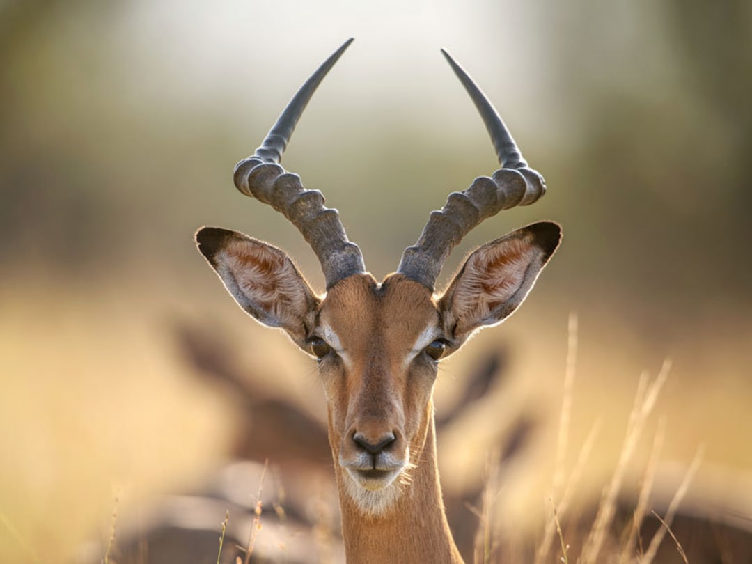 Impala Face, Wildlife Photography, Animal Photo Print, Nature Wall Art ...