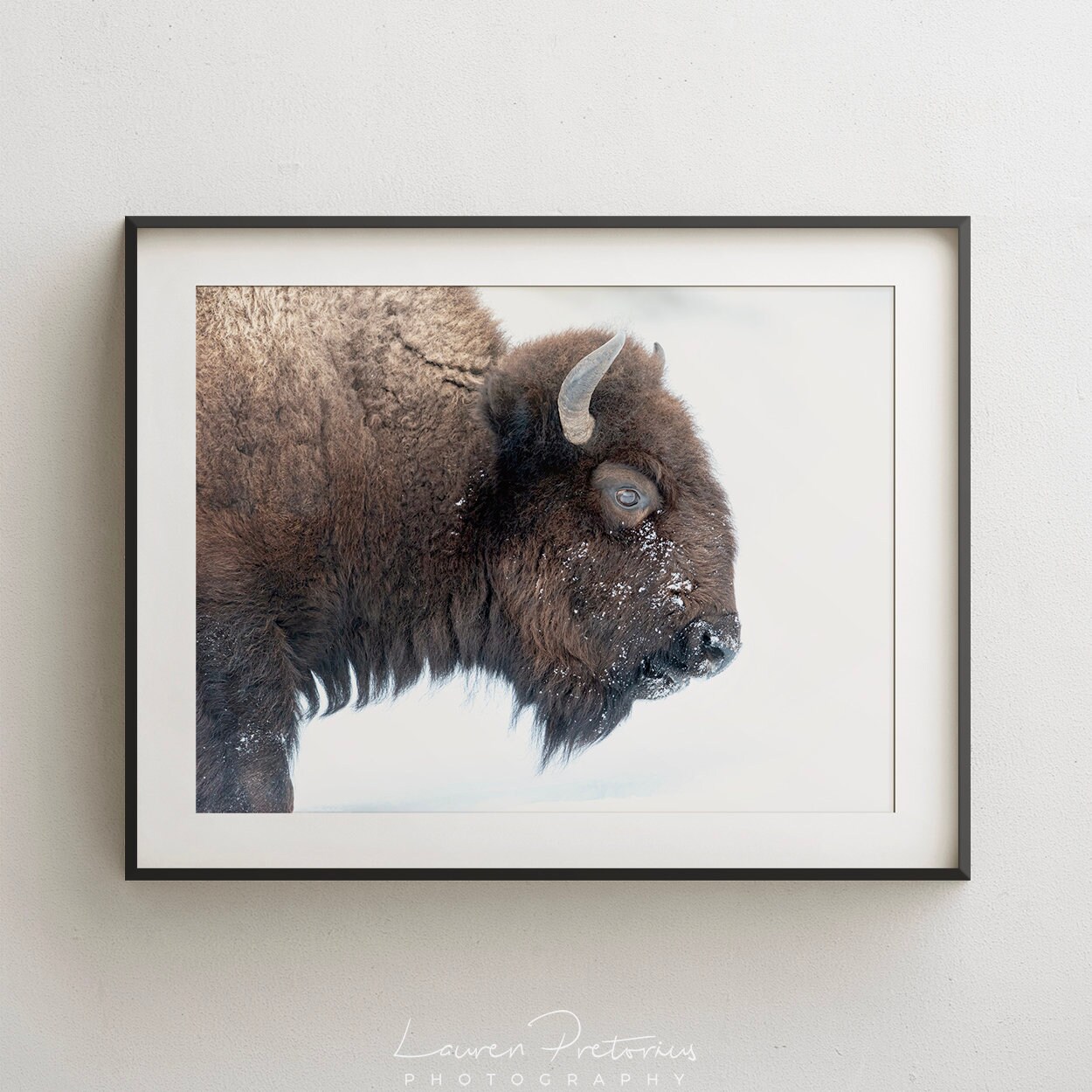 American Bison Wildlife Photography Buffalo Winter Animal | Etsy