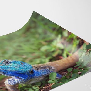 Blue Headed Lizard Wildlife Photography Animal Photo Print | Etsy