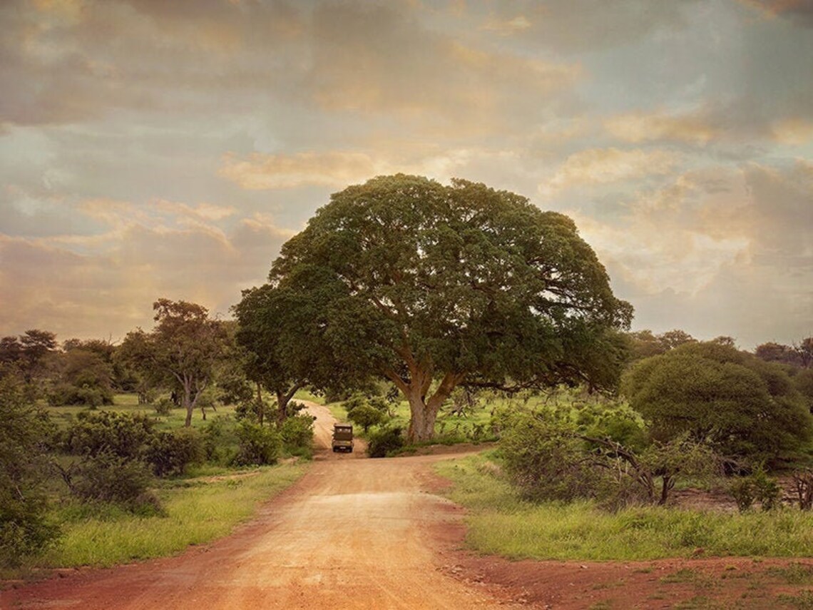 African Safari Road With Tree Landscape Photography Nature | Etsy