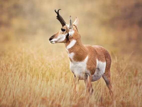 Antilope Tier