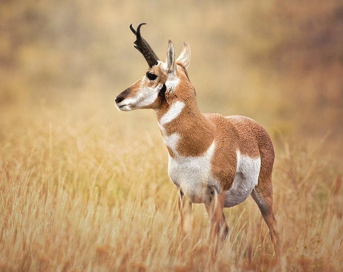 Pronghorn Antelope, Wildlife Photography, Antelope Animal Photo Print ...
