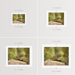 Monitor Lizard, Wildlife Photography, Animal Photo Print, Nature Wall ...