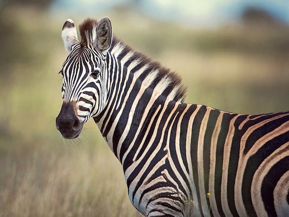 Zebra Profile