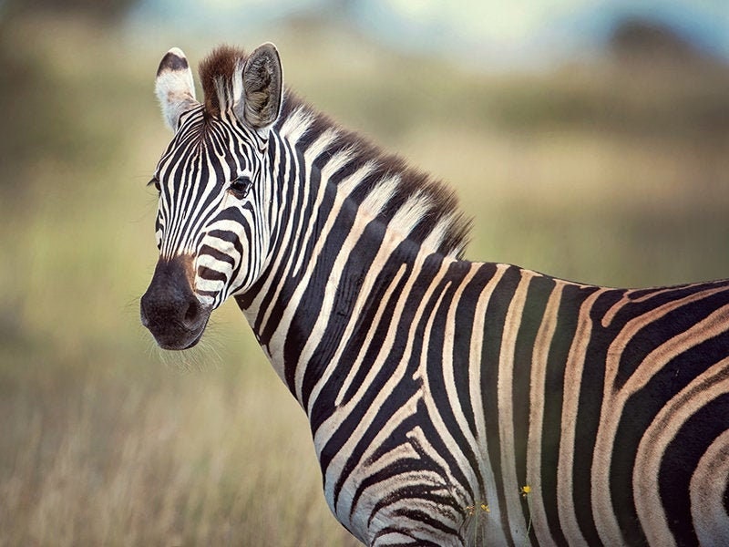 Zebra Profile, Wildlife Photography, Animal Photo Print, Nature Wall ...