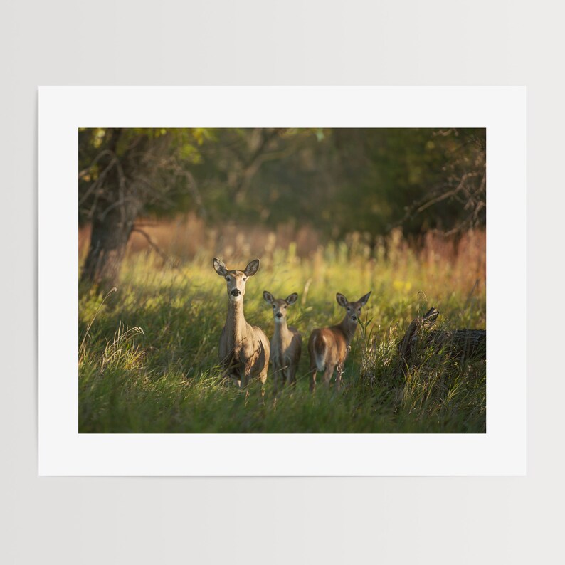 Deer and Fawns, Wildlife Animal Landscape Photography, Nature Photo ...