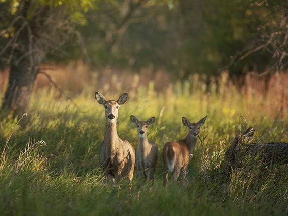 Deer and Fawns Wildlife Animal Landscape Photography Nature - Etsy