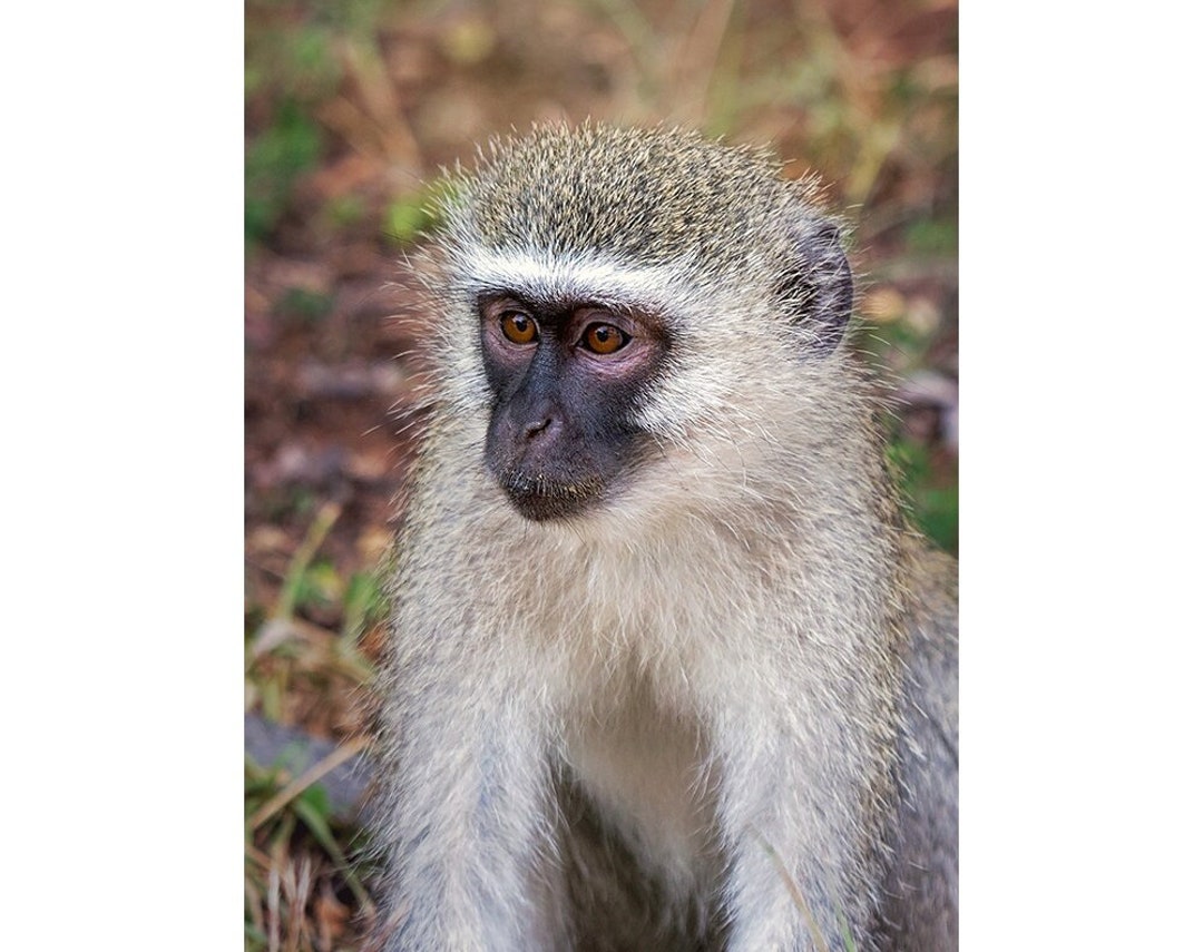 Vervet Monkey, Wildlife Photography, Safari Nursery Animal Photo Print ...