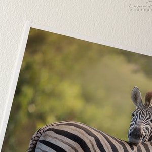Zebra Hug, Wildlife Photography, Animal Photo Print, Nature Wall Art ...