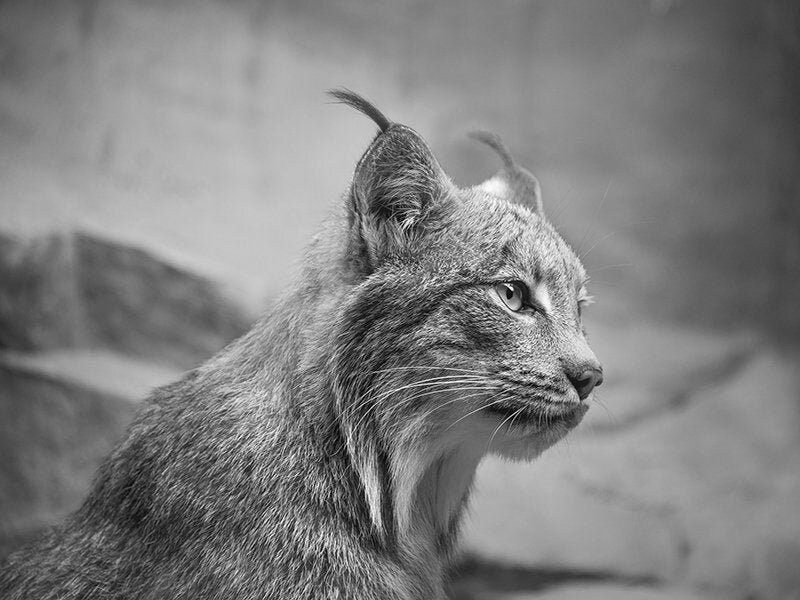 Lynx, Wildlife Photography, Animal Photo Print, Nature Wall Art - Etsy