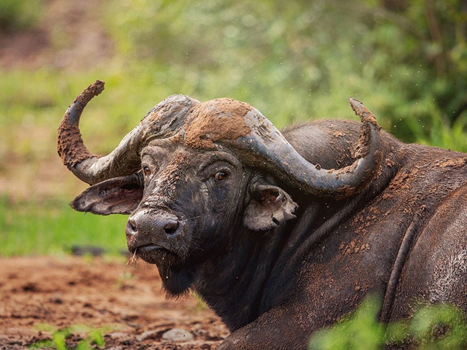African Cape Buffalo, Wildlife Photography, Animal Photo Print, Nature ...