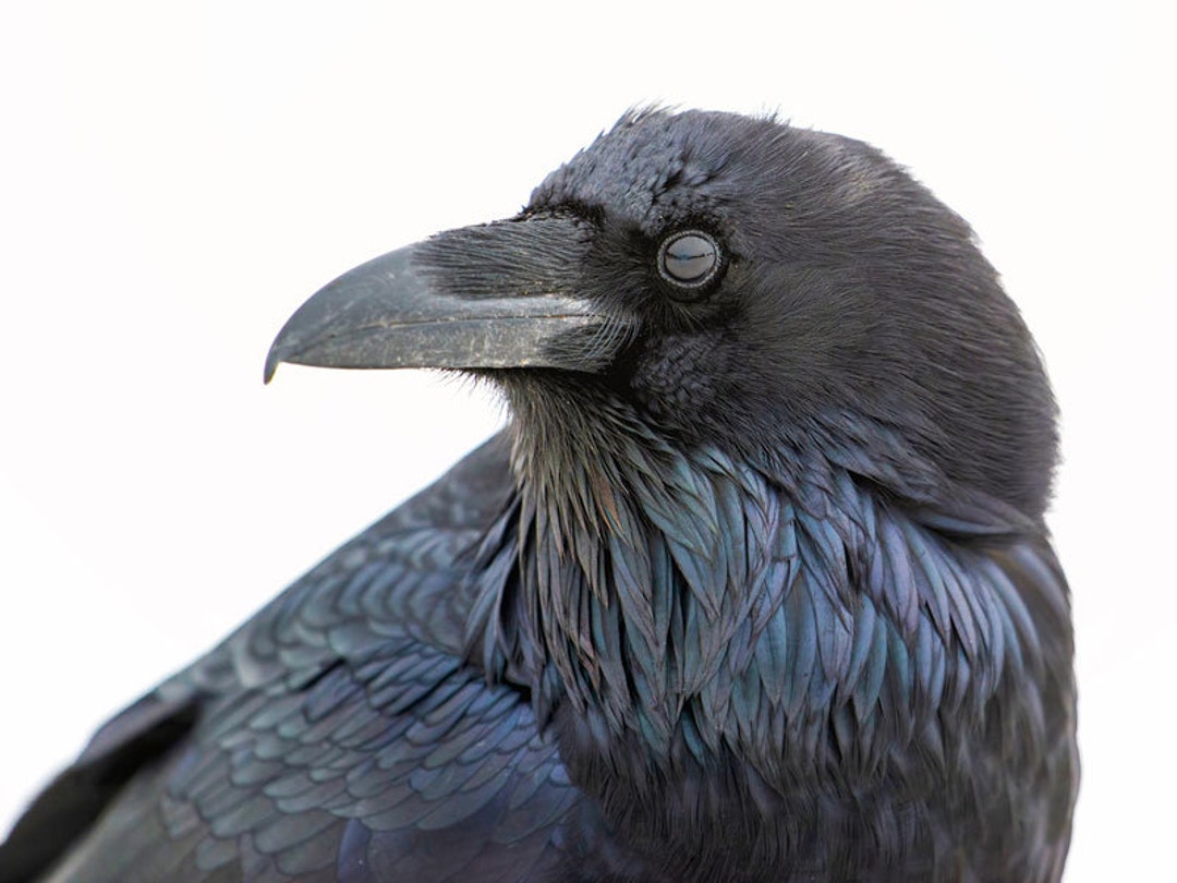 Raven, Wildlife Photography, Winter Bird Animal Photo Print, Nature ...