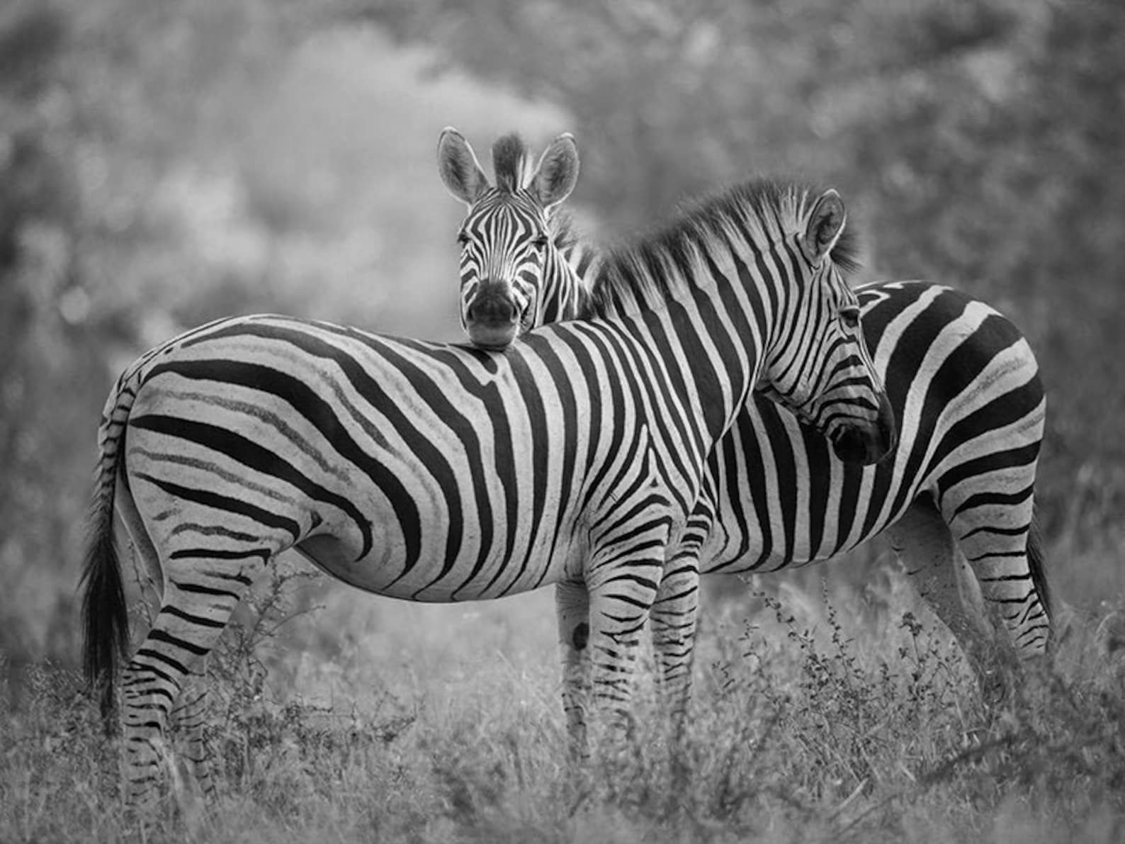 Zebra Hug, Wildlife Photography, Animal Photo Print, Nature Wall Art - Etsy
