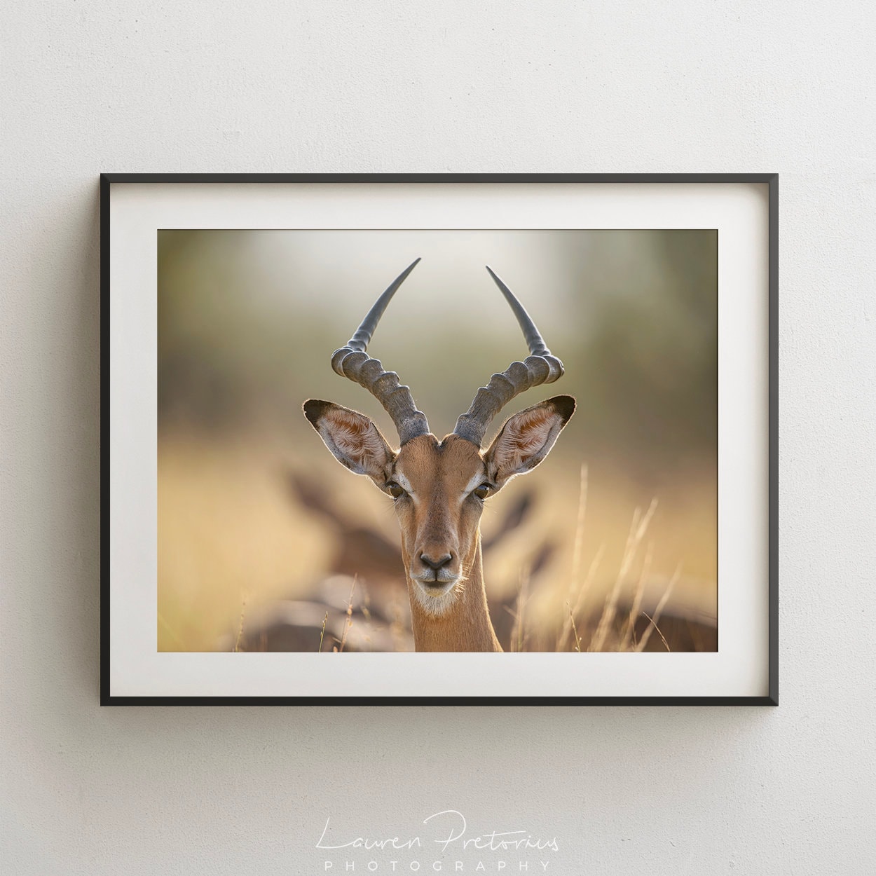 Impala Animal Face