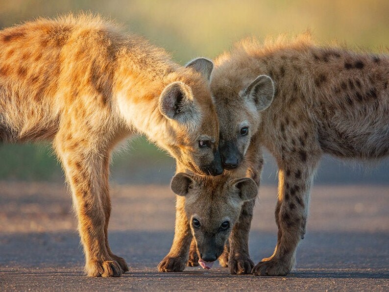 Sunrise Hyena Trio, Wildlife Photography, Animal Photo Print, Nature ...