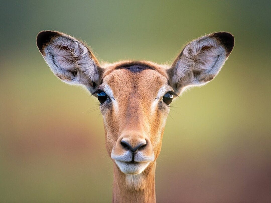 Impala Face, Wildlife Photography, Animal Photo Print, Nature Wall Art ...