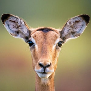 Impala Face, Wildlife Photography, Animal Photo Print, Nature Wall Art ...