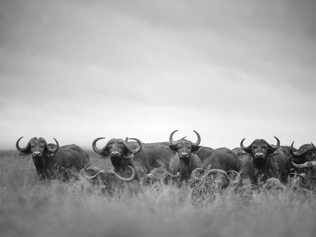 African Cape Buffalo Herd, Wildlife Photography, Animal Photo Print ...