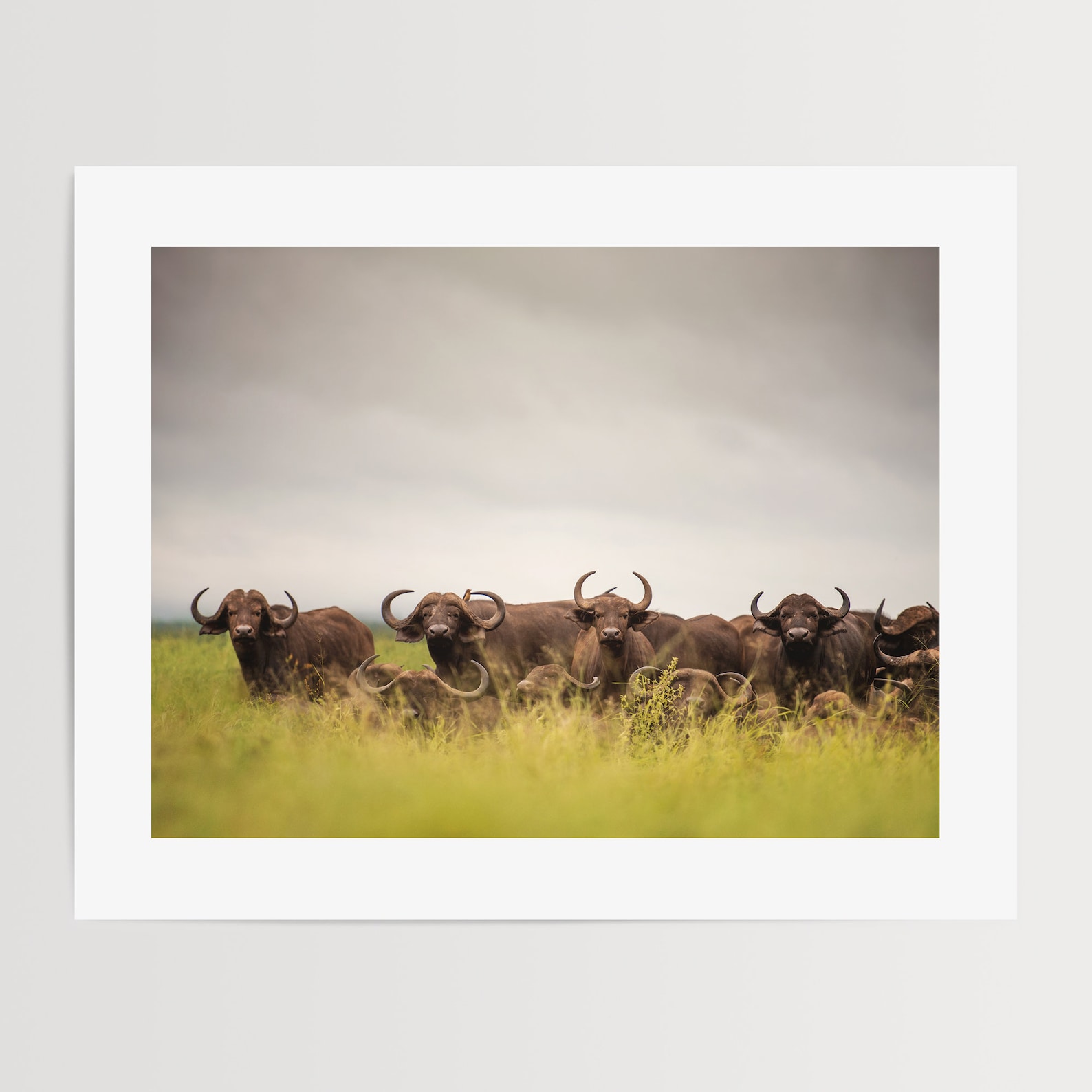 African Cape Buffalo Herd, Wildlife Photography, Animal Photo Print ...