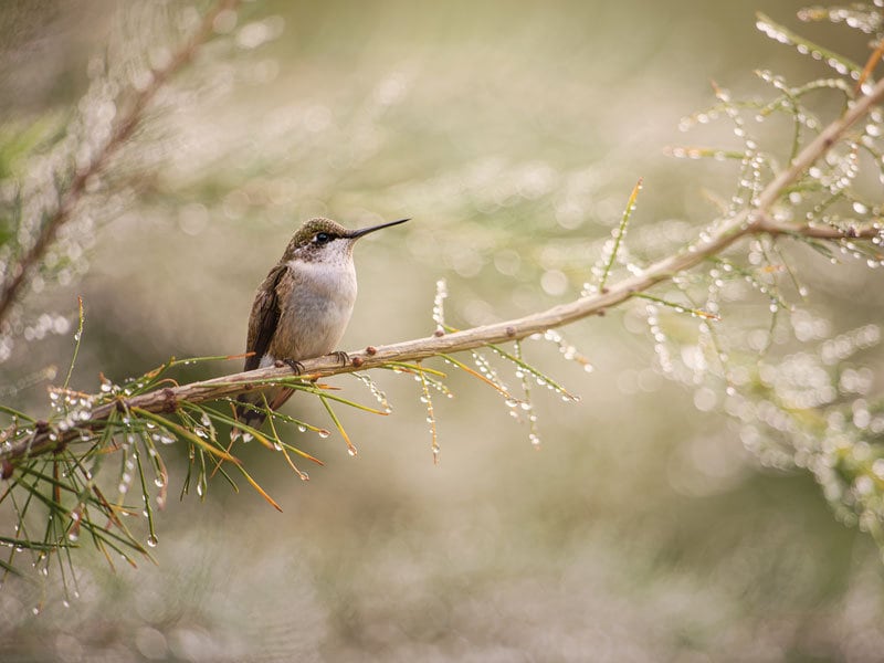 Hummingbird and Dew Drops Wildlife Photography Bird Animal | Etsy