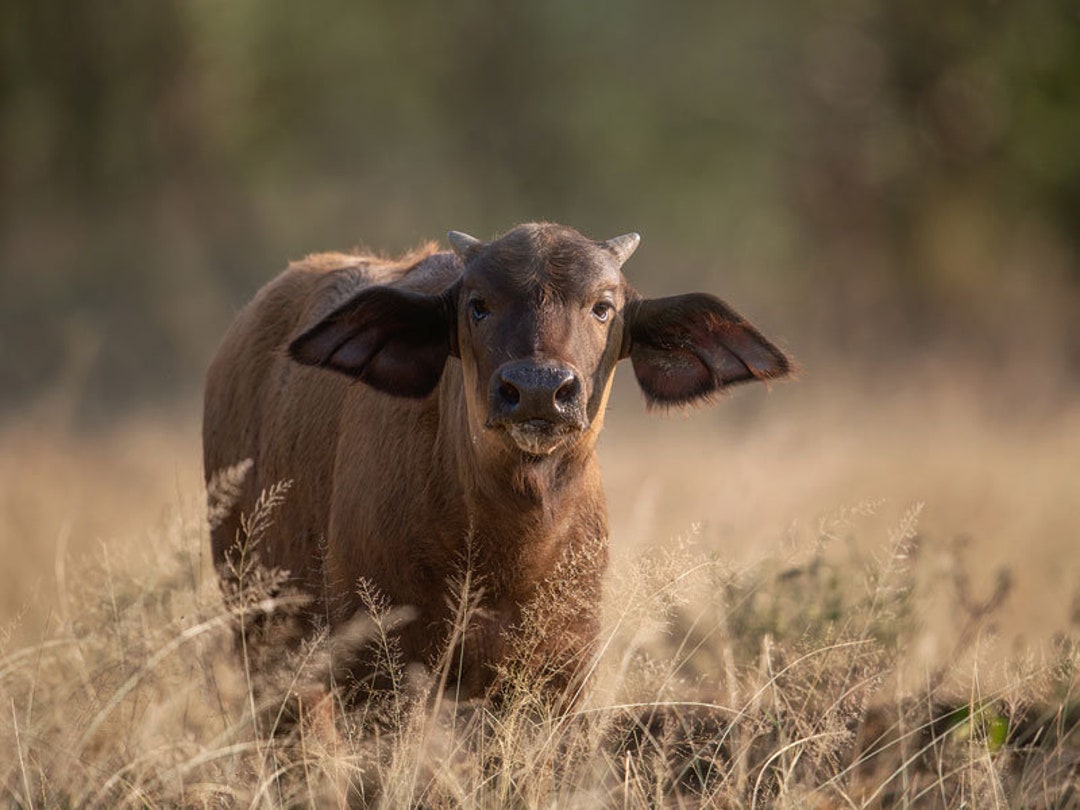 Young Cape Buffalo, Wildlife Photography, Animal Photo Print, Nature ...