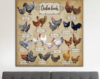 rooster breeds chart