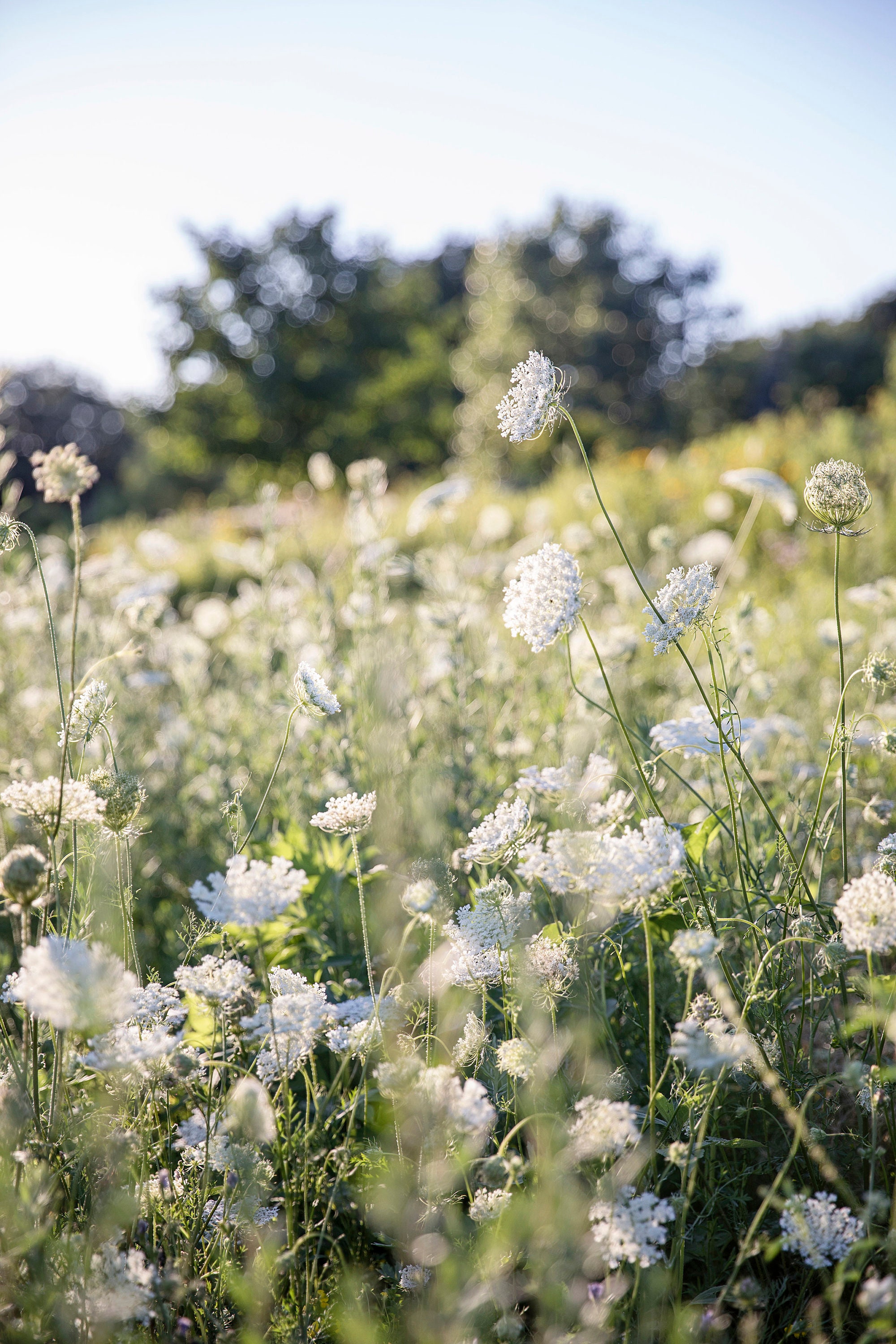 Wildflower Field Print, Photography Art Print, Digital Download Photo ...