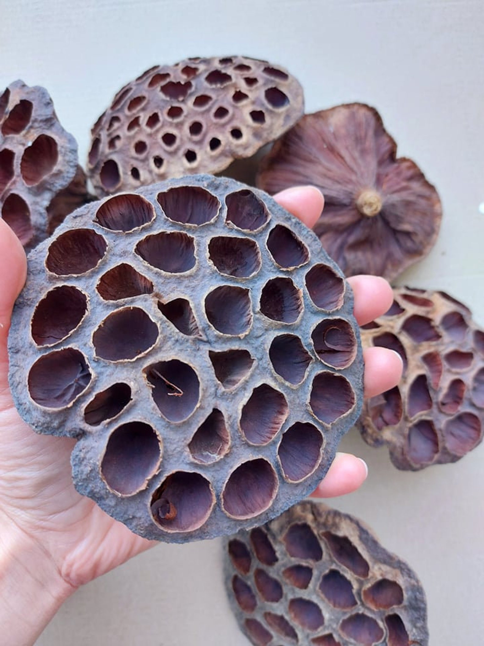 10 Lotus pods 25natural dried lotus | Etsy