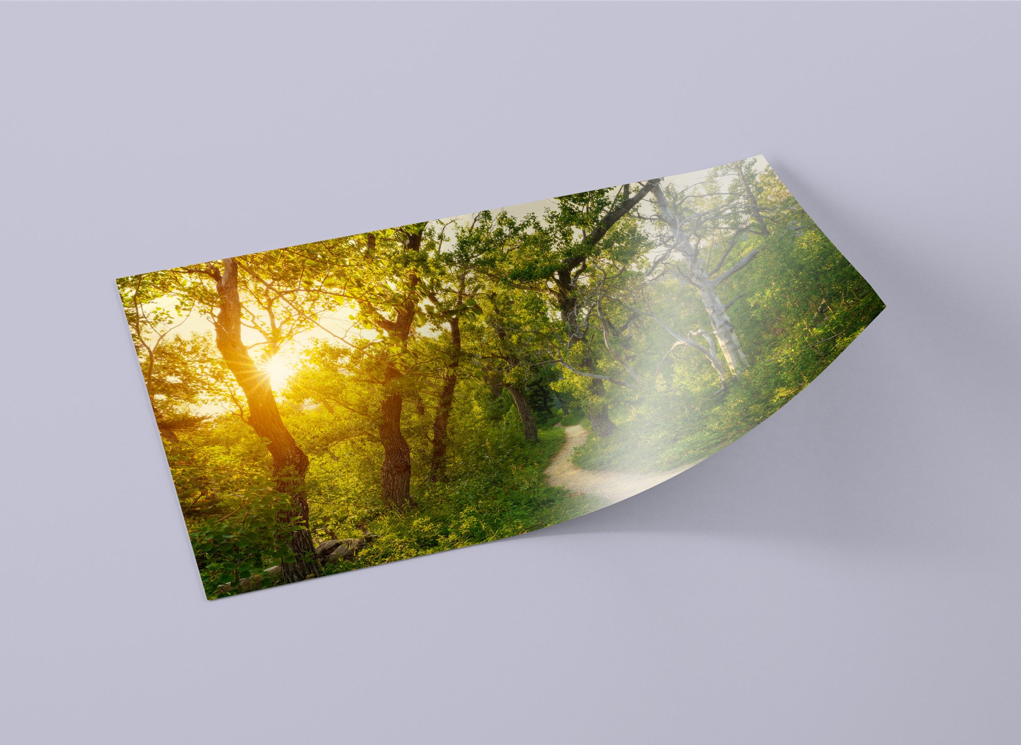 Forest Wall Art Canvas Print Beauty of Nature Forest Path at Sunset ...