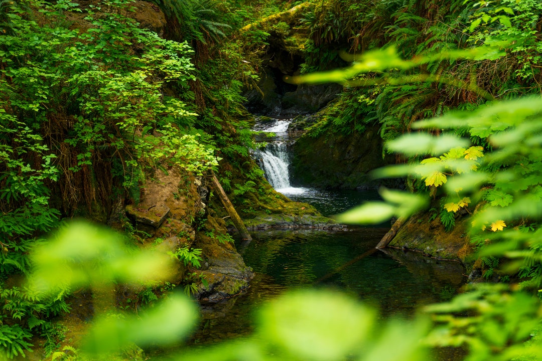 Washington Rainforest Peaceful Waterfall in Lush Green Forest - Pacific ...