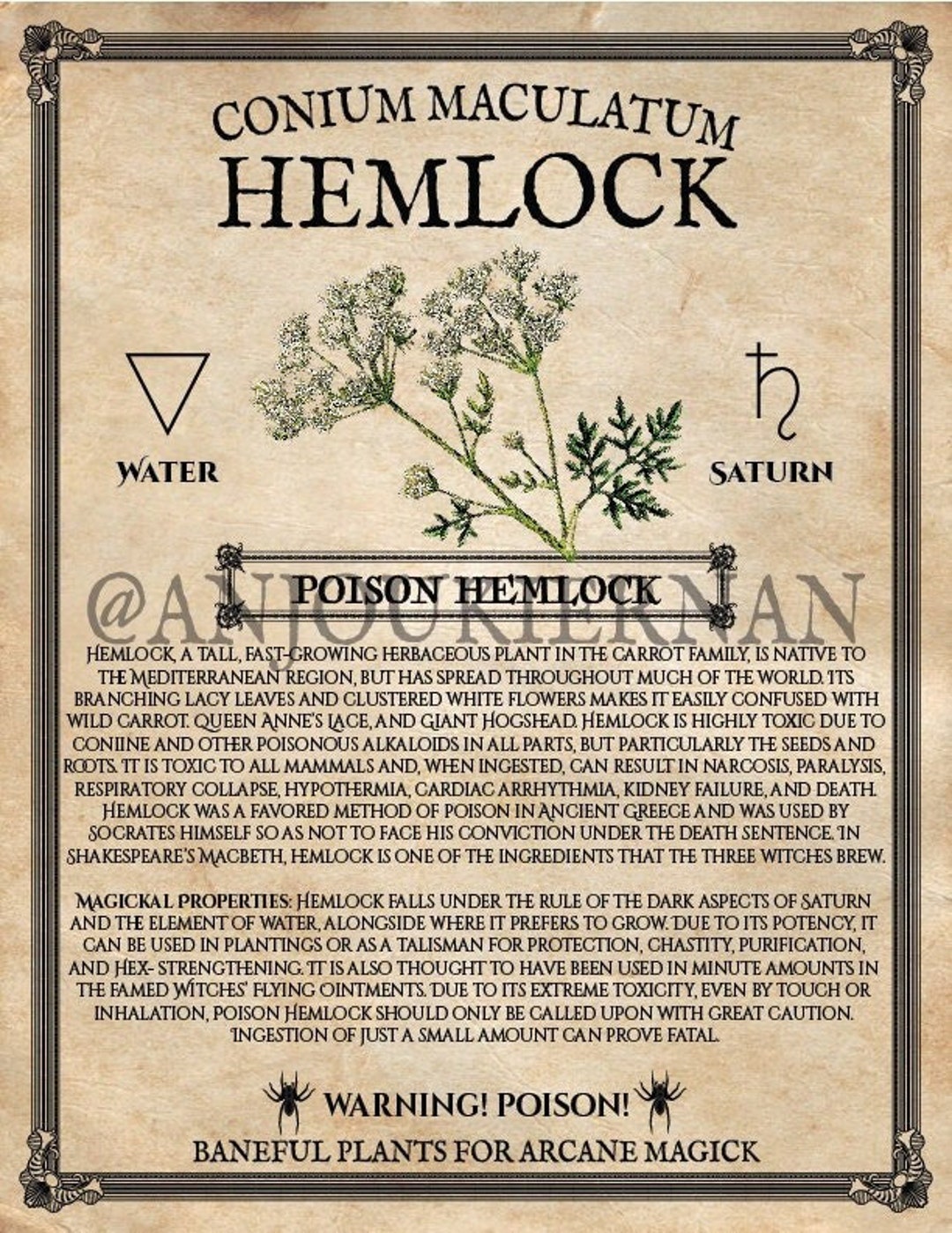 HEMLOCK Grimoire Page ~ Poison Plant Printable PDF Digital Download for ...