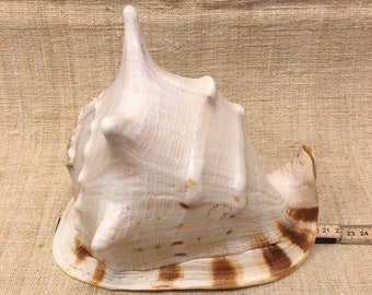 Large Conch Shell - Etsy