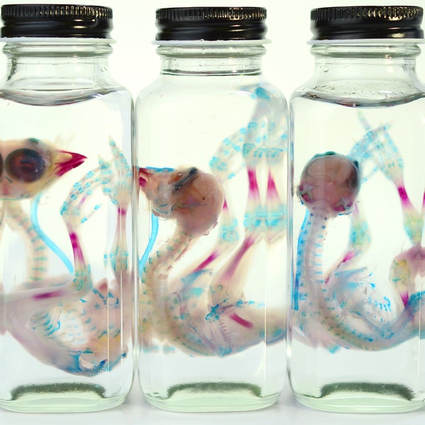 Diaphonization - Etsy